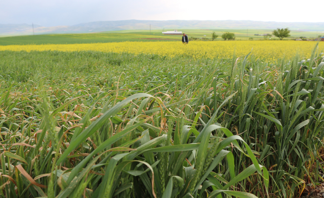 BUĞDAY ‘BAŞAK’ ATTI - BATMAN ÇAĞDAŞ GAZETESİ