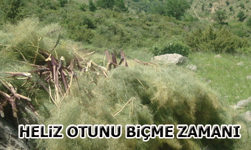 HELİZ OTUNU BİÇME ZAMANI - BATMAN ÇAĞDAŞ GAZETESİ