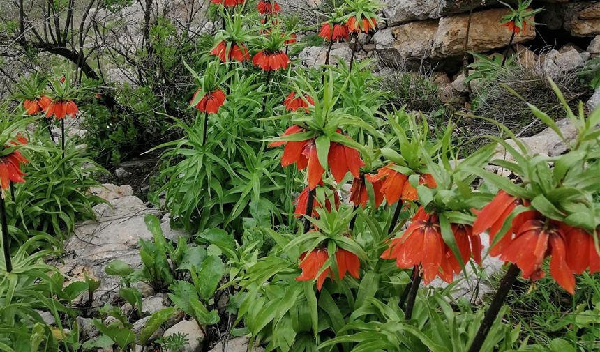 ‘TERS LALE’LER GÖZ KAMAŞTIRDI - BATMAN ÇAĞDAŞ GAZETESİ