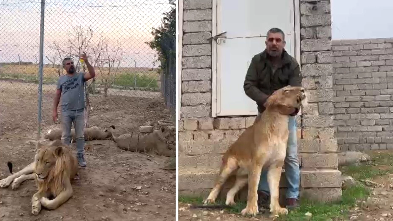 Evinde aslan besleyen Akbey, aslanları kedi gibi seviyor - BATMAN ...