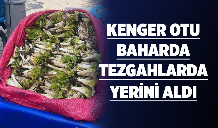 Kenger otu baharda tezgahlarda yerini aldı - Batman Haber, Son Dakika ...