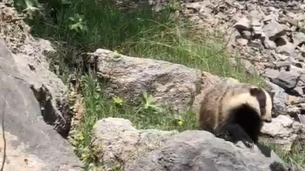 Batman'da 'porsuk' görüntülendi - BATMAN ÇAĞDAŞ GAZETESİ