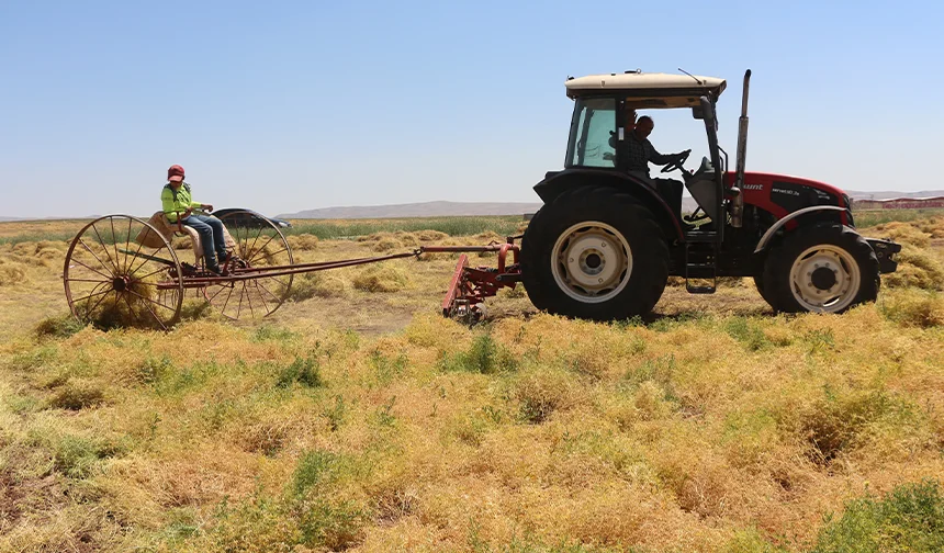 MERCİMEKTE VERİM KAYBI YAŞANACAK - BATMAN ÇAĞDAŞ GAZETESİ