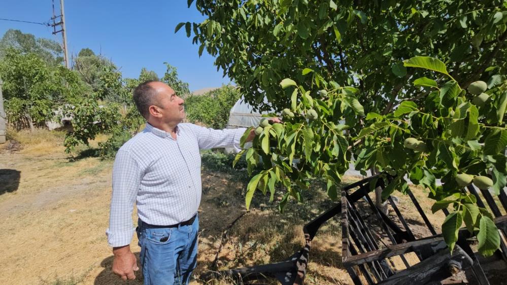 Adilcevaz’da ceviz rekoltesinde rekor beklenti - Batman Haber, Son ...