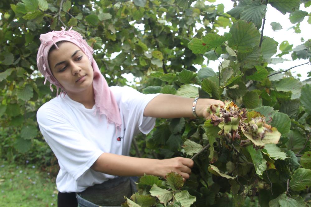 Yeşil altın fındıkta hasat başladı - BATMAN ÇAĞDAŞ GAZETESİ