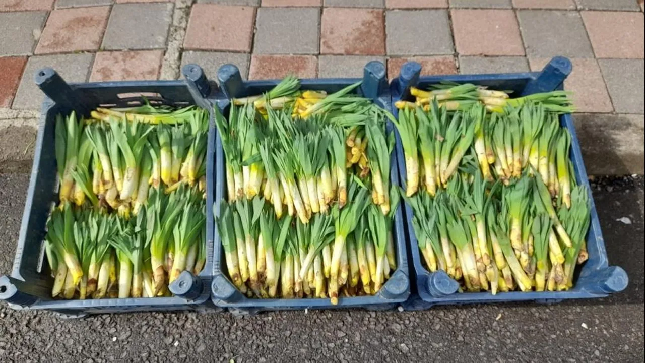 'GULİK' TEZGAHTAKİ YERİNİ ALDI - Batman Haber, Son Dakika - Batman ...