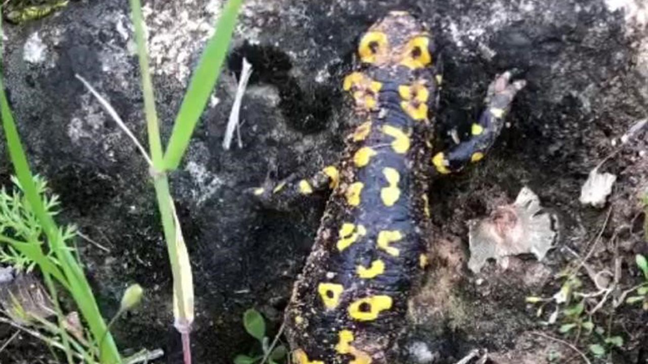 KOMŞU İL’DE 'SEMENDER' GÖRÜLDÜ - BATMAN ÇAĞDAŞ GAZETESİ